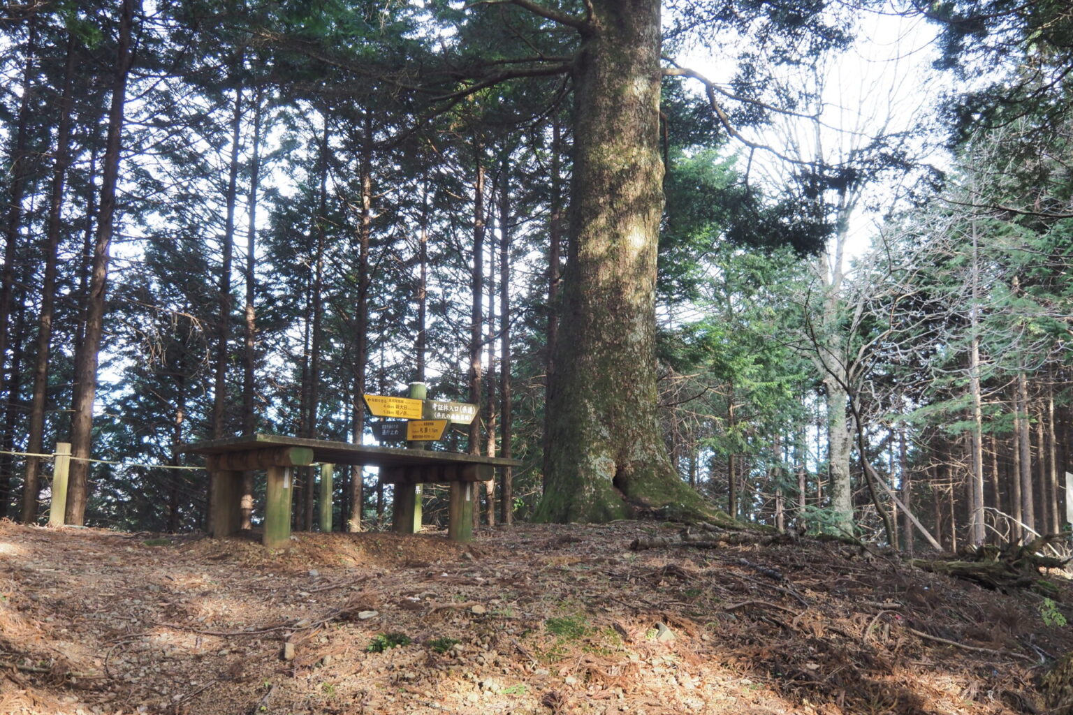 【日帰り登山】新大日を札掛から目指す静かな登山 - Yamarii Magazine(あの山に行きたいを叶える)