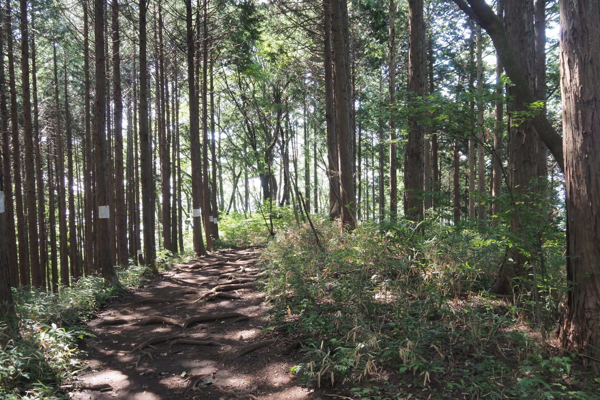 【日帰り登山】陣馬山から高尾山へ！縦走登山に挑戦！ - Yamarii Magazine(あの山に行きたいを叶える)