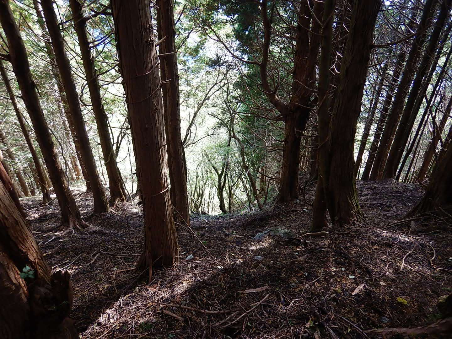 【バリエーションルート】源次郎尾根を経て塔ノ岳へ - Yamarii Magazine(あの山に行きたいを叶える)